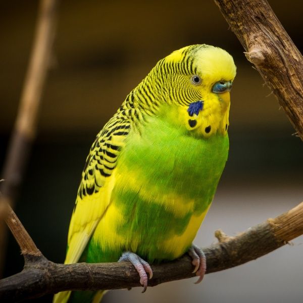 Průvodce chovem andulky: Ochočení, krmivo a správná péče | JUKO Petfood