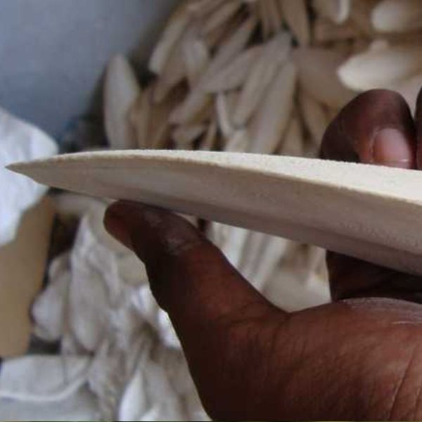 Sépiová kost: Víte, jak podporuje zdraví? | JUKO Petfood