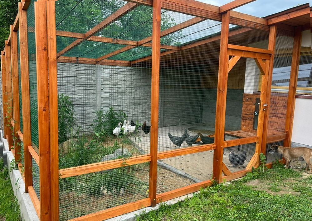 Chov slepic: Péče, krmení a praktické rady od chovatelky | JUKO Petfood